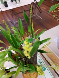 2020 – FEBRUARY | Maroochydore Orchid Society Inc.