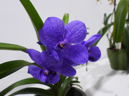 2022 – SEPTEMBER | Maroochydore Orchid Society Inc.